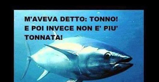 Tonno | BESTI.it - immagini divertenti, foto, barzellette, video