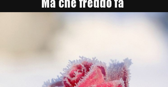 Ma che freddo fa.. | BESTI.it - immagini divertenti, foto, barzellette ...