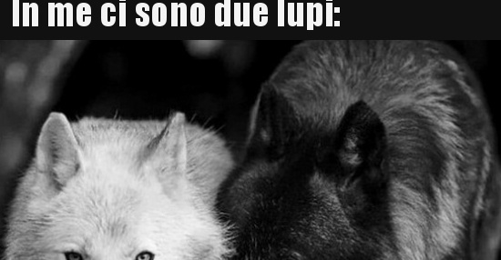 In me ci sono due lupi: Uno dice: bevi! L'altro.. | BESTI.it - immagini ...