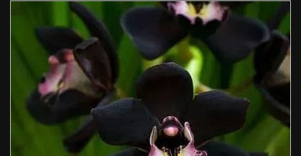 Orchidea nera.. | BESTI.it - immagini divertenti, foto, barzellette, video