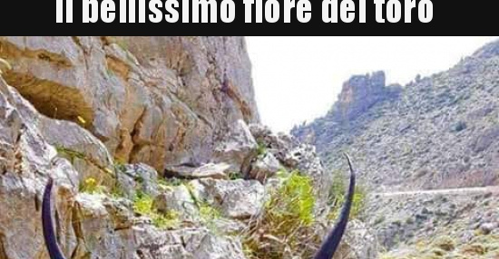 Il bellissimo fiore del toro.. | BESTI.it - immagini divertenti, foto ...