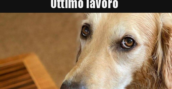 Ottimo lavoro.. | BESTI.it - immagini divertenti, foto, barzellette, video