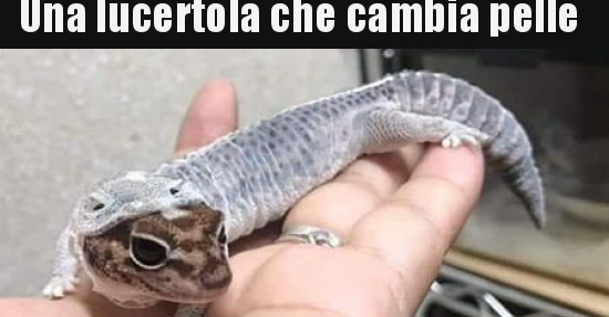 Una lucertola che cambia pelle.. | BESTI.it - immagini divertenti, foto ...