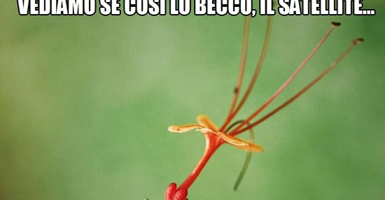 Vediamo se così lo becco | BESTI.it - immagini divertenti, foto ...