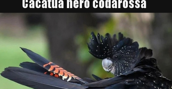 Cacatua nero codarossa.. | BESTI.it - immagini divertenti, foto ...