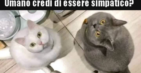 Umano credi di essere simpatico? | BESTI.it - immagini divertenti, foto ...