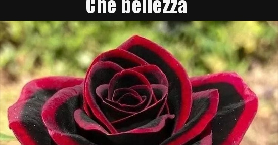 Che bellezza.. | BESTI.it - immagini divertenti, foto, barzellette, video