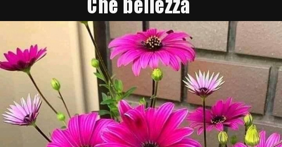 Che bellezza.. | BESTI.it - immagini divertenti, foto, barzellette, video