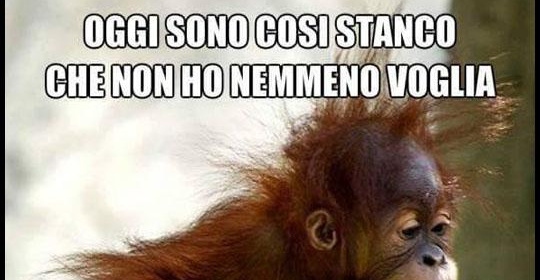 Oggi sono cosi stanco | BESTI.it - immagini divertenti, foto ...