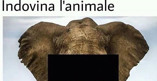 Indovina l'animale | BESTI.it - immagini divertenti, foto, barzellette ...