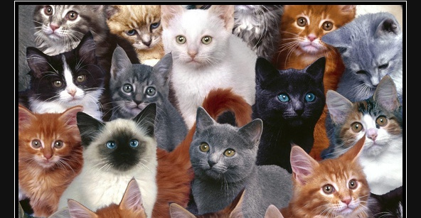 Cinquanta sfumature di micio | BESTI.it - immagini divertenti, foto ...