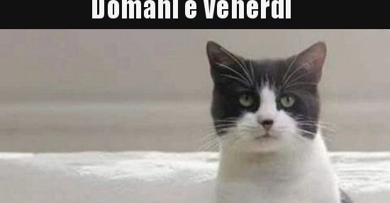 Domani è venerdì.. | BESTI.it - immagini divertenti, foto, barzellette ...
