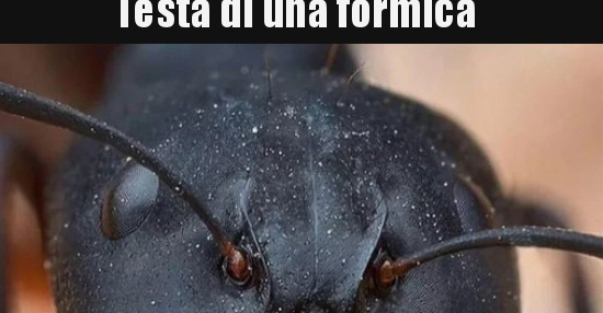 Testa di una formica.. | BESTI.it - immagini divertenti, foto ...