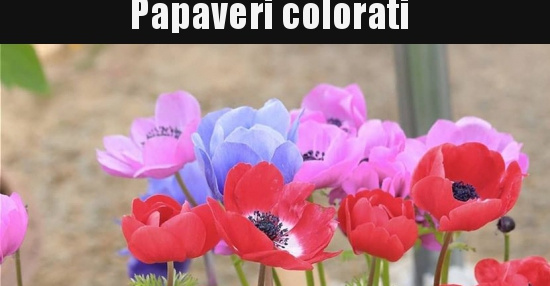Papaveri colorati.. | BESTI.it - immagini divertenti, foto, barzellette ...