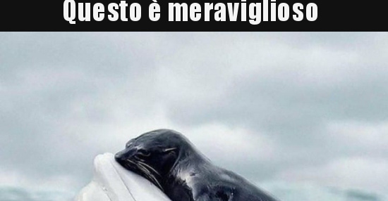 Questo è meraviglioso.. | BESTI.it - immagini divertenti, foto ...