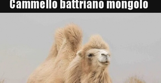 Cammello battriano mongolo.. | BESTI.it - immagini divertenti, foto ...