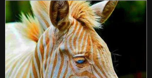 Zoe,nata alle Hawaii, è l'unica zebra dorata in cattività.. | BESTI.it ...