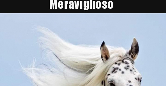 Meraviglioso.. | BESTI.it - immagini divertenti, foto, barzellette, video